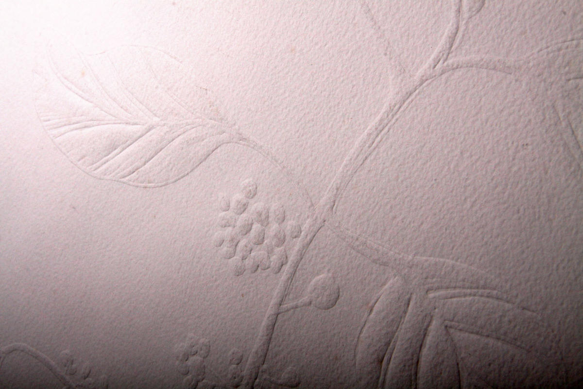 Aramoana fossil - Griselina Littoralis - Dunedin Public Art Gallery