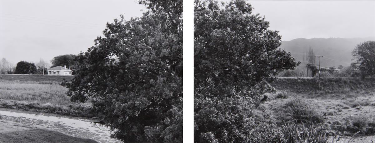 Old Titoki Tree, Tuamarina - Dunedin Public Art Gallery