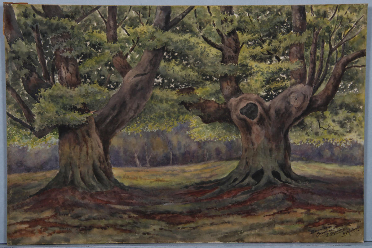 Burnham Beeches, Spring - Dunedin Public Art Gallery